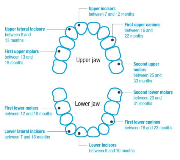 What are the stages of baby teeth development? | Lapointe Dental Centres